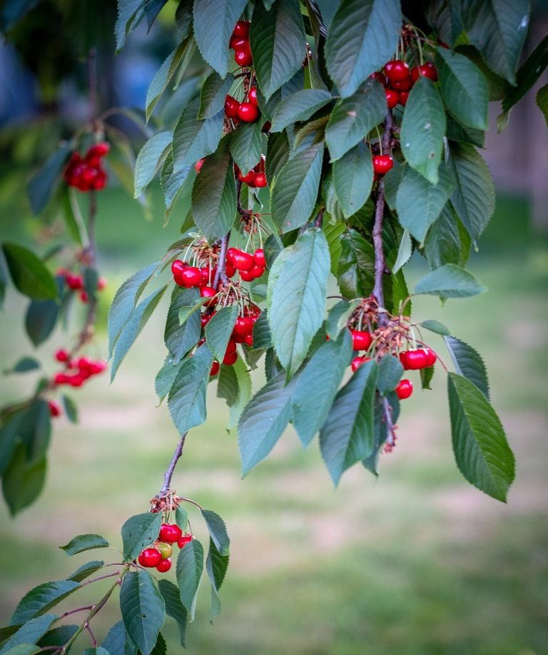 Can Cherries Grow In Florida? - Florida Review Guide