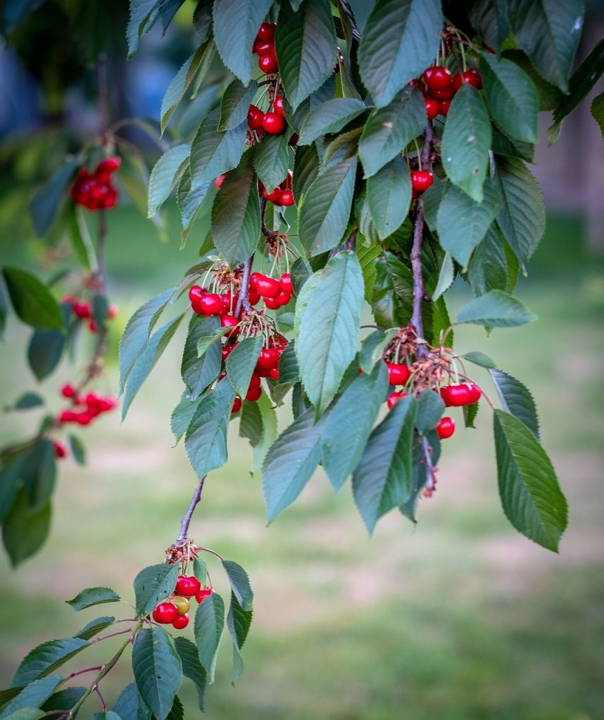 Can Cherries Grow In Florida? - Florida Review Guide